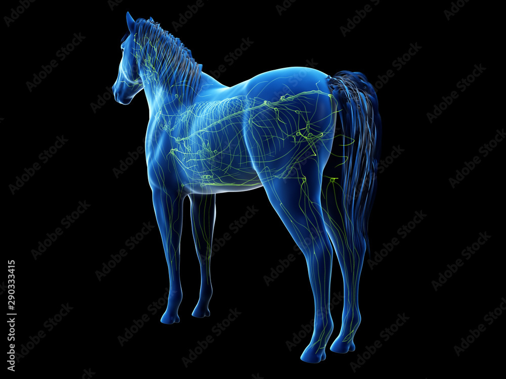 3d rendered anatomy of the equine anatomy - the lymphatic system Stock ...