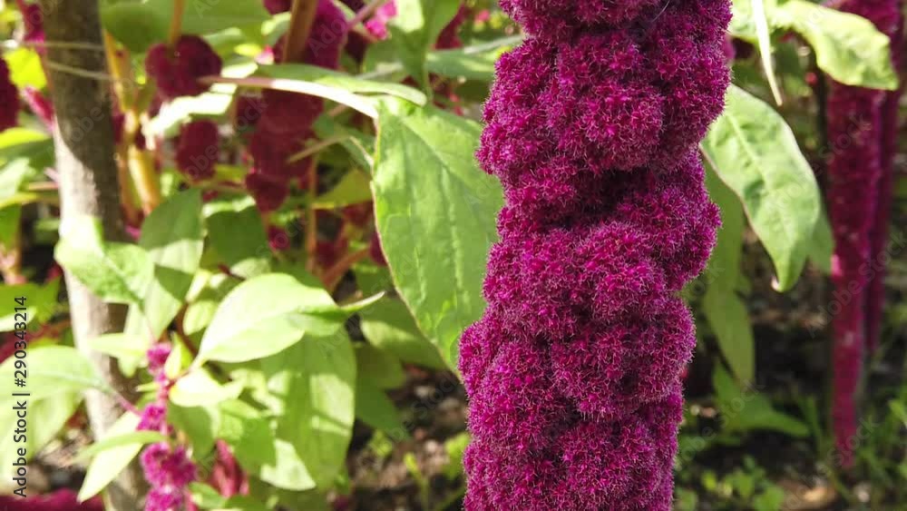 Amaranthus caudatus. Also known as as love-lies-bleeding, pendant ...