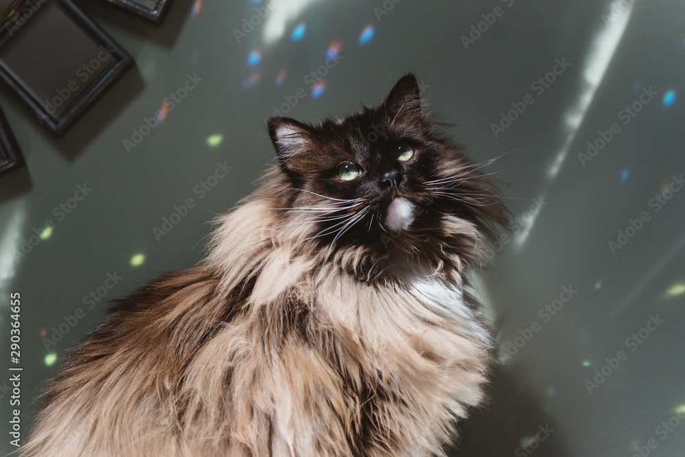 Rainbow Cat Stock Photo | Adobe Stock