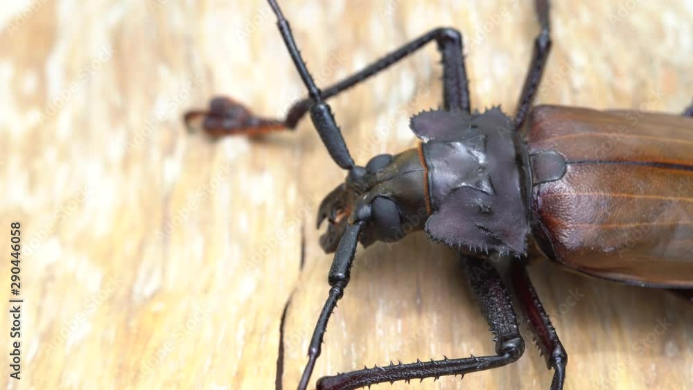 Giant Fijian longhorn beetle from island Koh Phangan, Thailand. Close ...