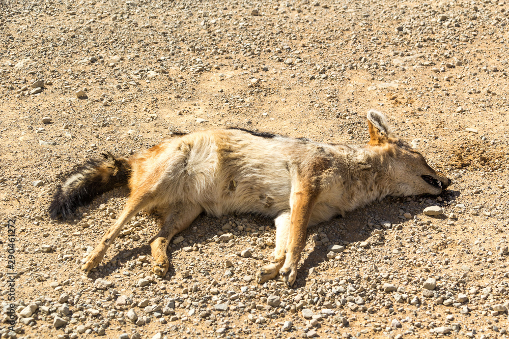 Dead jackal lying on the ground of the Namib desert, Namibia Stock ...