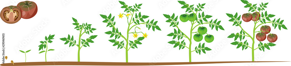 Life cycle of tomato plant. Growth stages from seed to flowering and ...