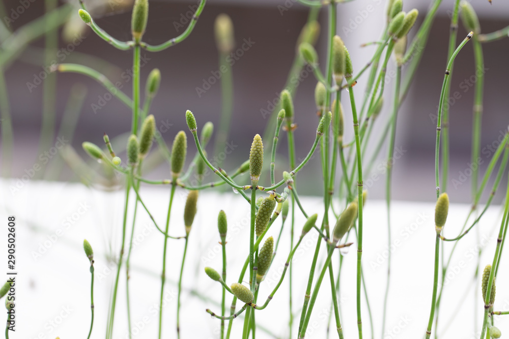 Equisetum (horsetail, snake grass, puzzlegrass) is the only living ...
