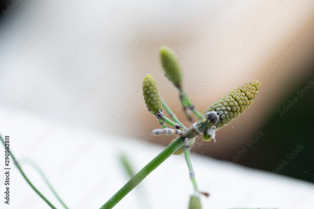 Equisetum (horsetail, snake grass, puzzlegrass) is the only living ...