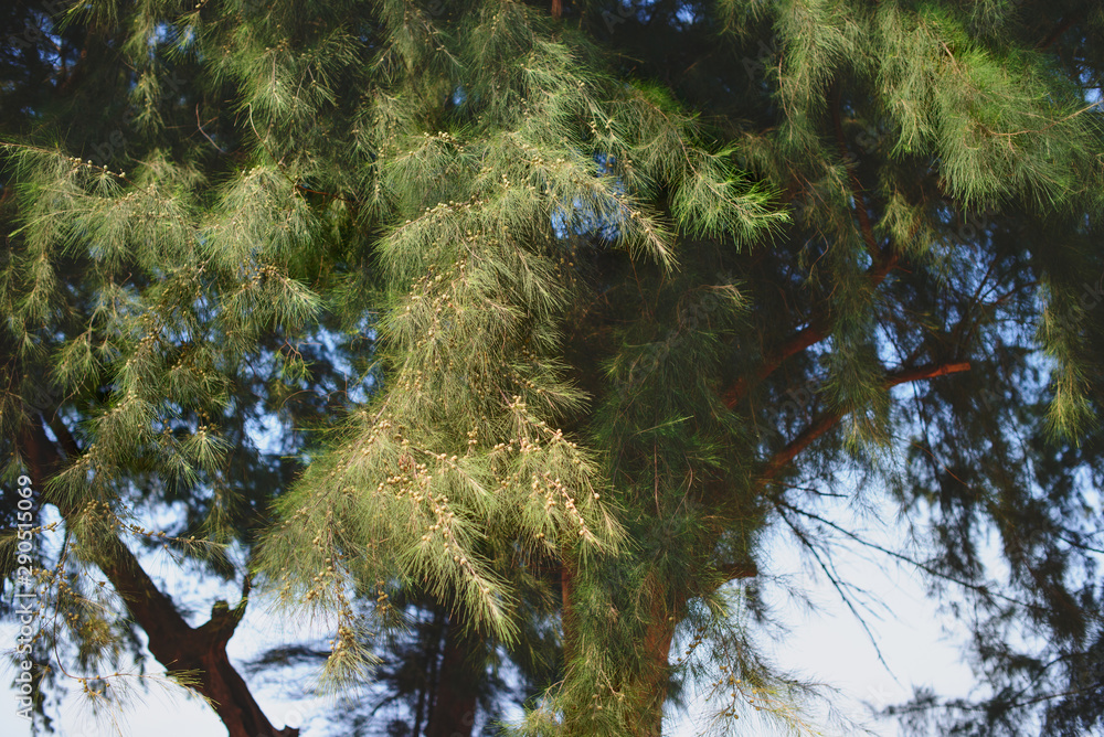 Casuarina equisetifolia tree branches at summer day, Nang Ram Beach ...