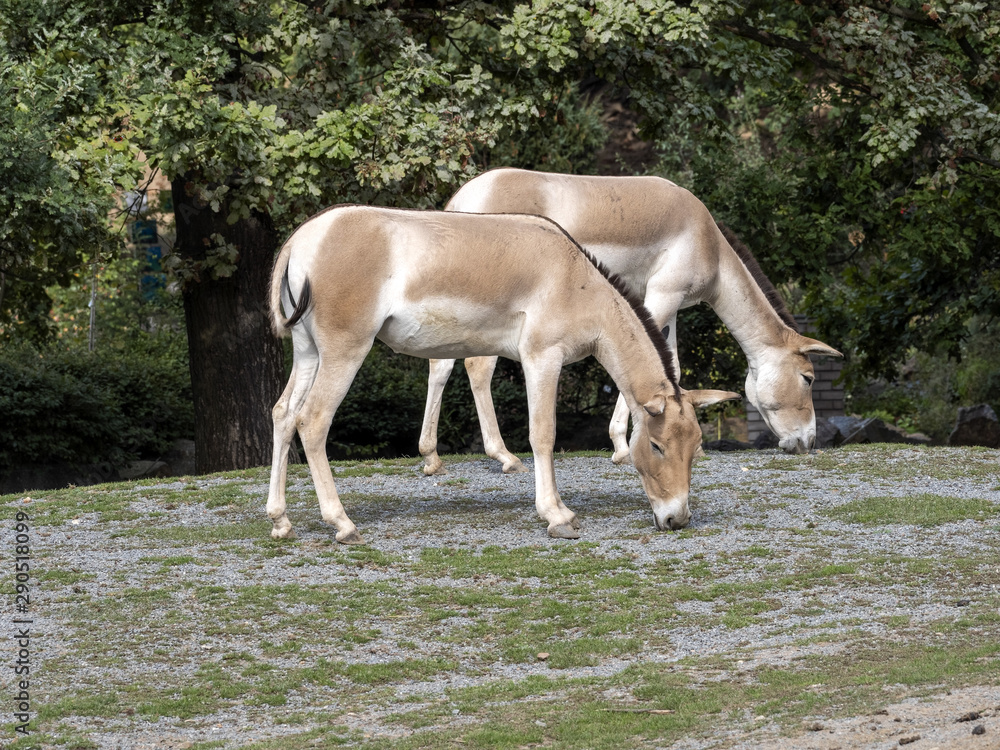 Photo & Art Print The Turkmenian kulan, Equus hemionus kulan, is a rare ...