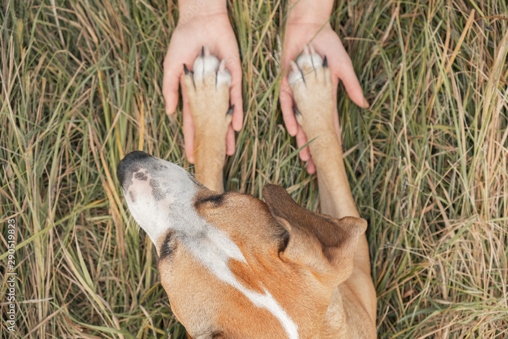 The dog puts paws in palms of human. Concept of trust and friendship ...