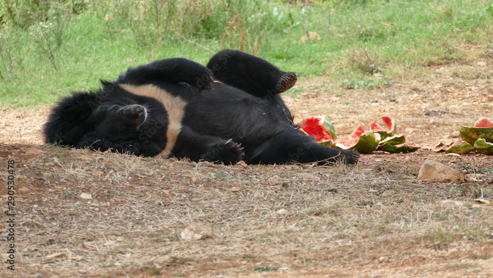 Orso dal collare tibetano sdraiato dopo una mangiata di angurie Stock ...
