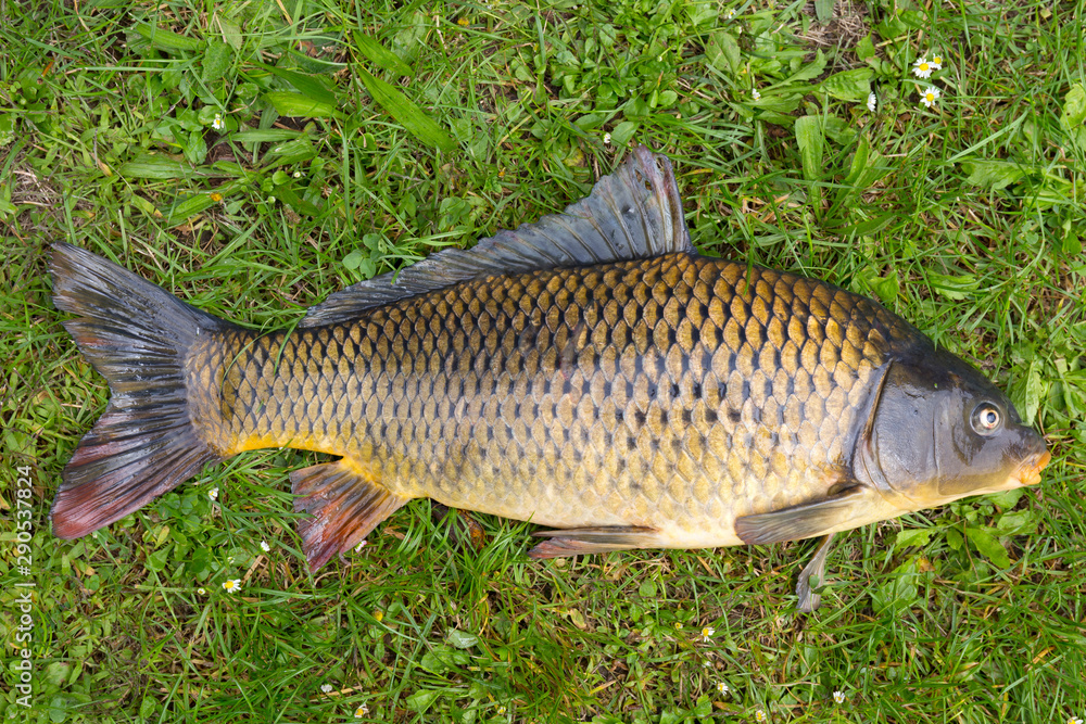 The Carp – Cyprinus Carpio – in detail Stock Photo | Adobe Stock