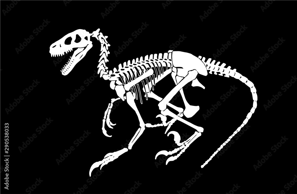 Graphical sketch of raptor skeleton isolated on black background ...