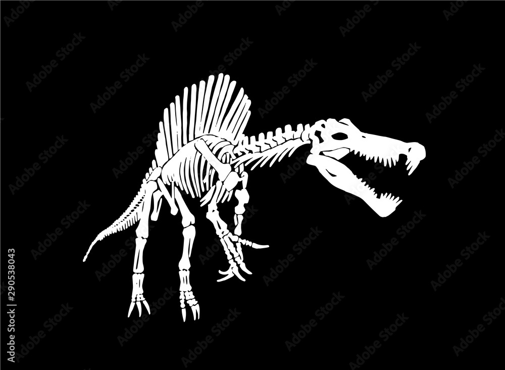 Graphical sketch of spinosaurus skeleton isolated on black background ...
