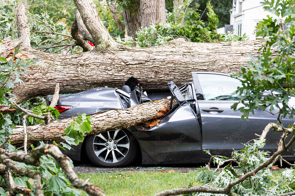 Car crushed by tree during hurricane Stock Photo | Adobe Stock