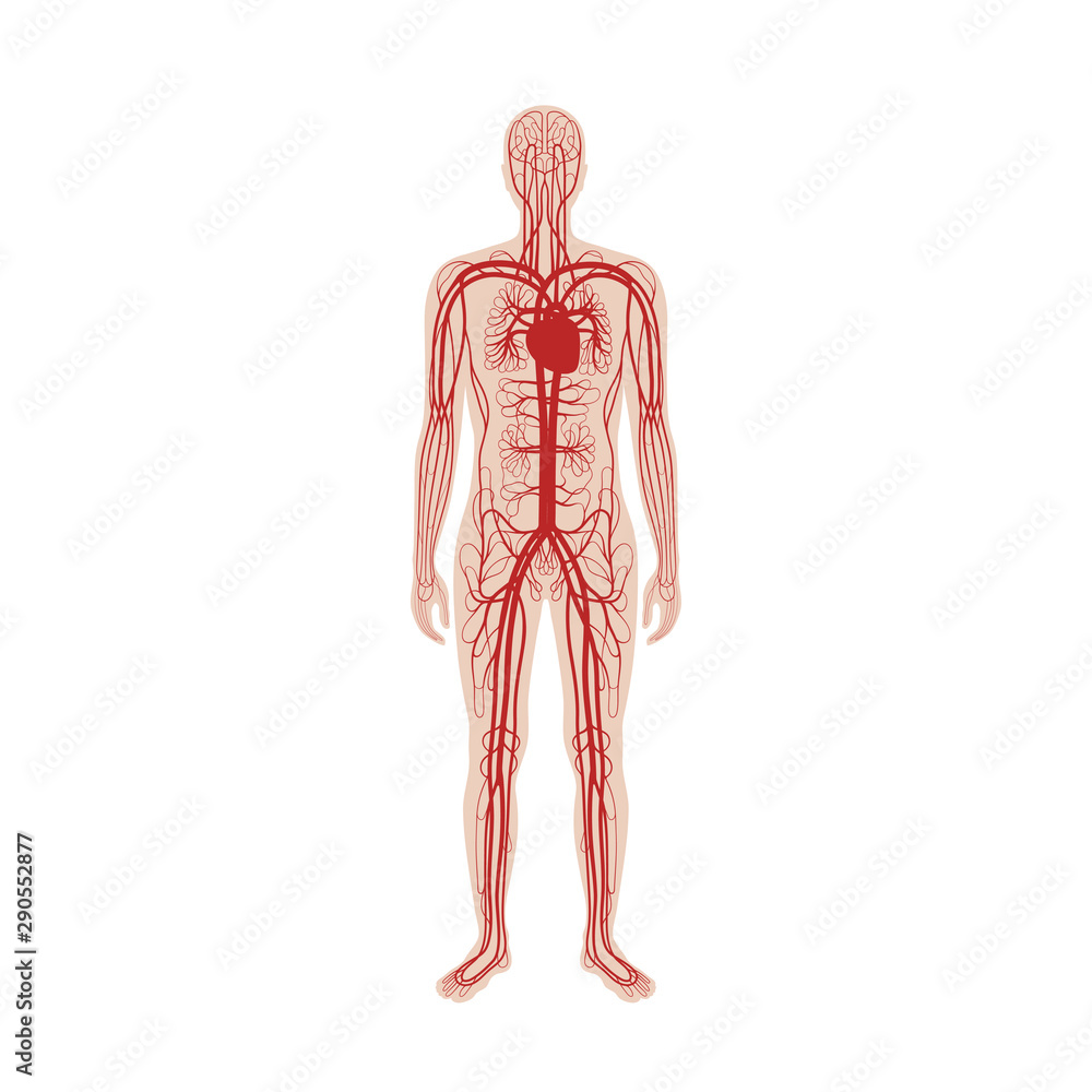 circulatory system anatomy Stock Vector | Adobe Stock