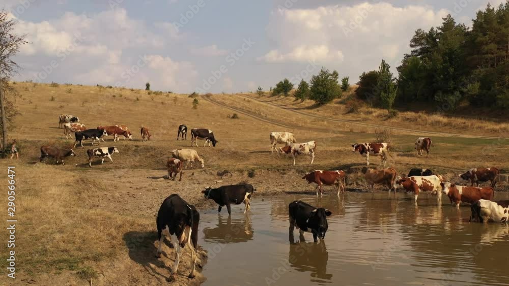 Cows at a watering hole on a hot summer day. The shores of the lake ...