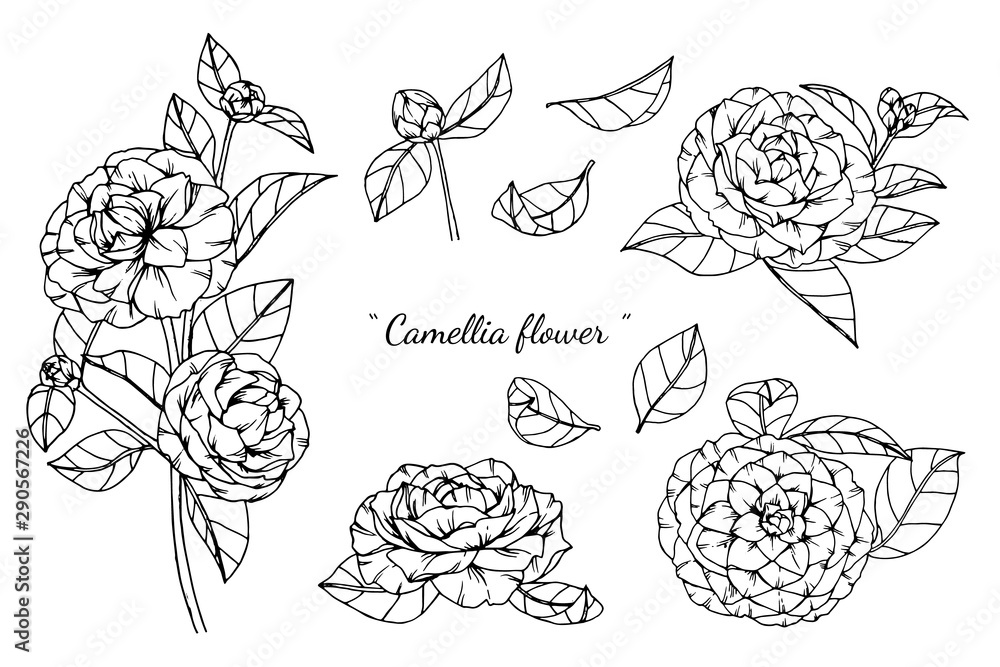 Poster camellia flower and leaf drawing illustration with line art on ...