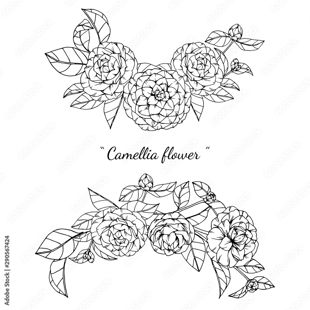 camellia flower and leaf drawing illustration with line art on white ...