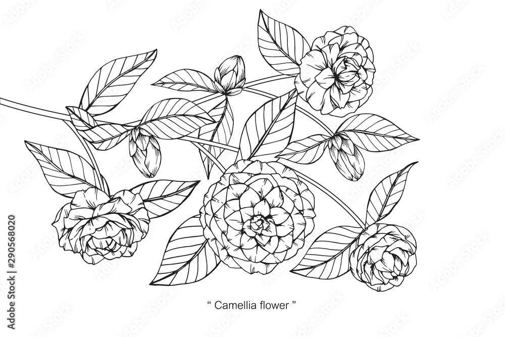 camellia flower and leaf drawing illustration with line art on white ...