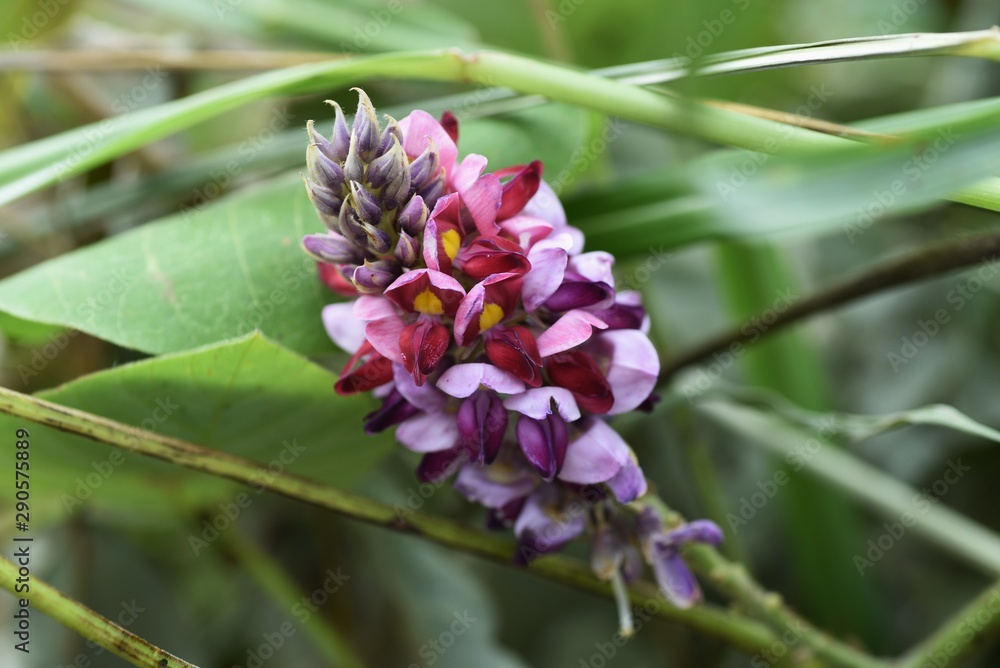 Kudzu flowers / In Japan, kudzu roots are used as a material for sweets ...