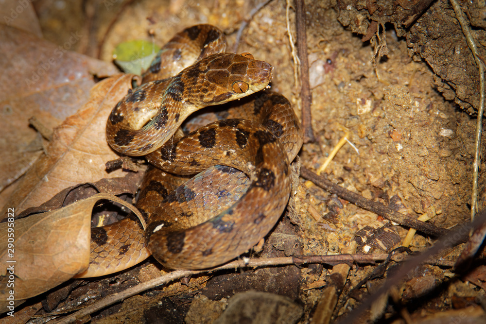 Northern Cat-eyed Snake - Leptodeira septentrionalis species of medium ...
