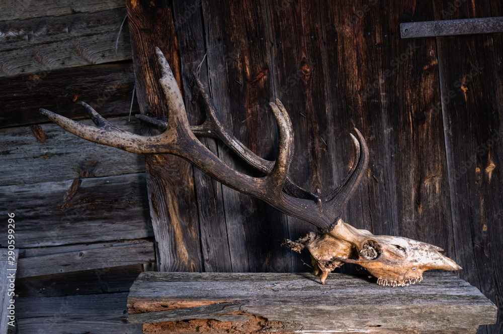 Deer head with horns. Side view of a deer skull. Stock Photo | Adobe Stock
