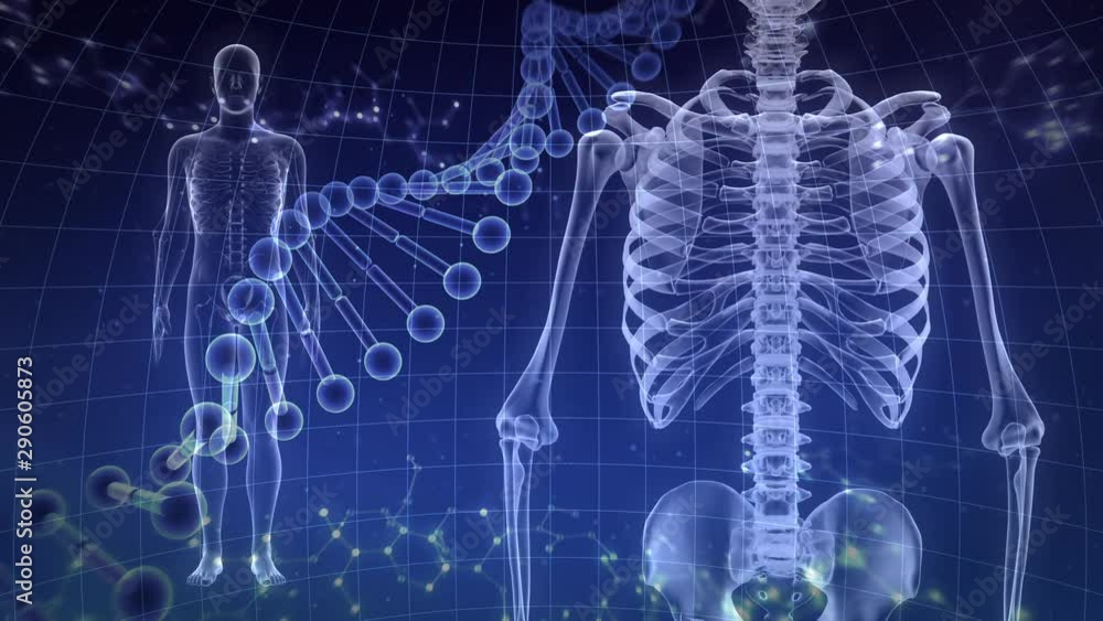 Human Body Skeleton Medical DNA Science Technology image background ...