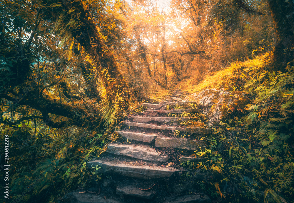Stone steps in beautiful old tropical forest in fog at sunset in autumn ...