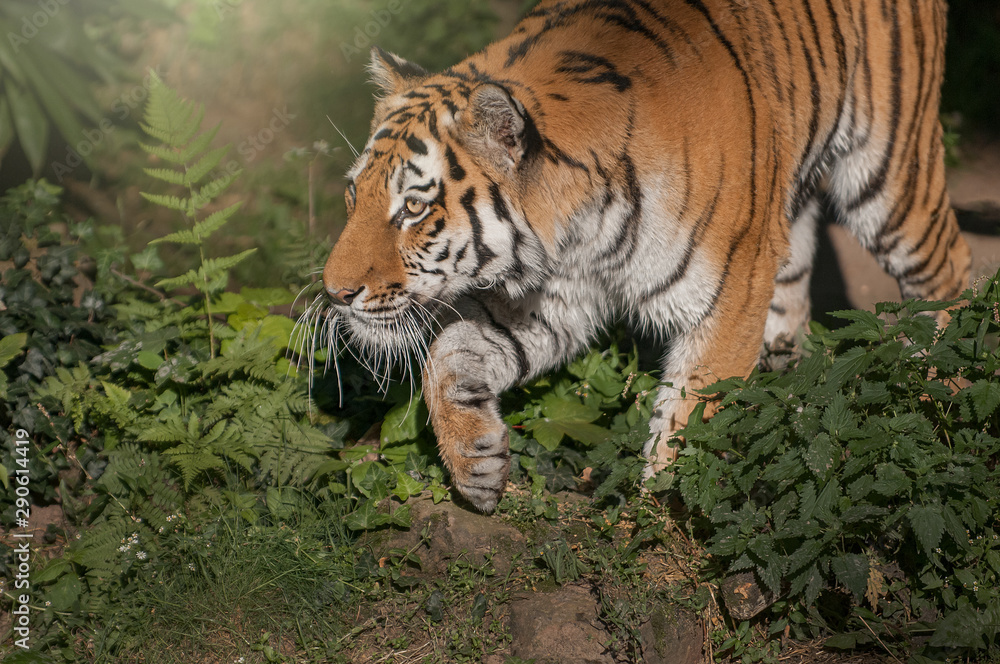 Tiger Stalking Prey