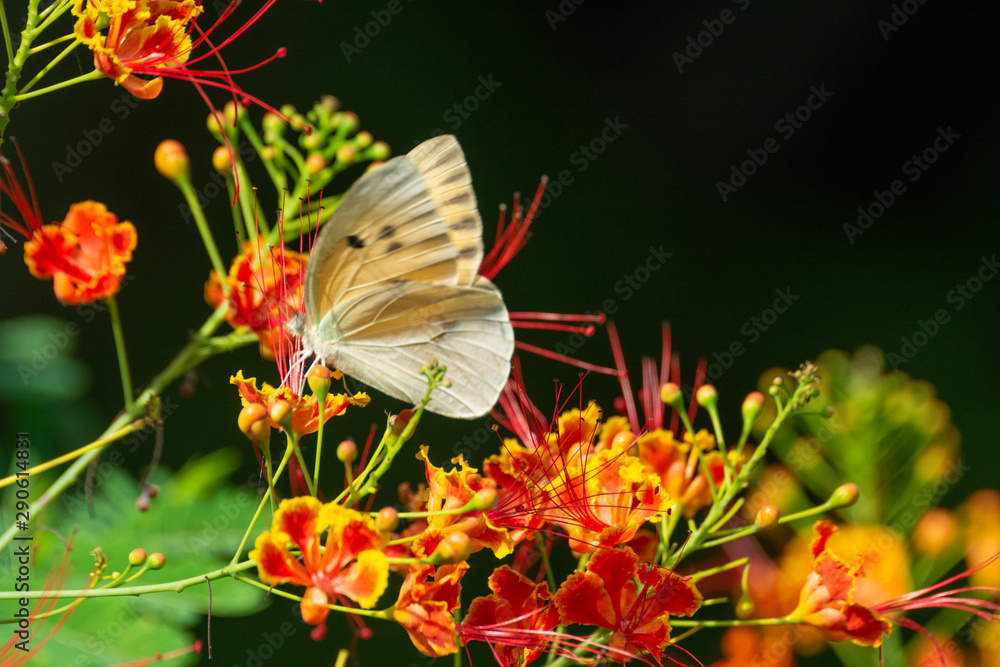 mariposa Stock Photo | Adobe Stock