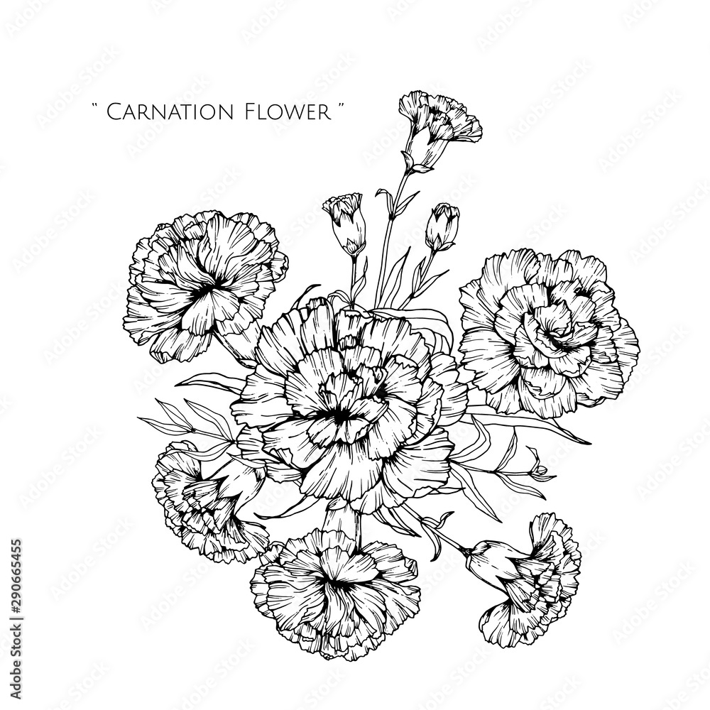 Canation flower and leaf drawing illustration with line art on white ...