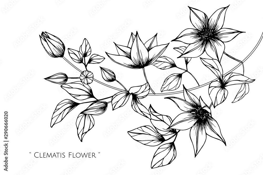Clematis flower and leaf drawing illustration with line art on white ...
