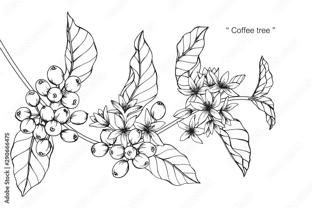 Coffee flower and leaf drawing illustration with line art on white ...