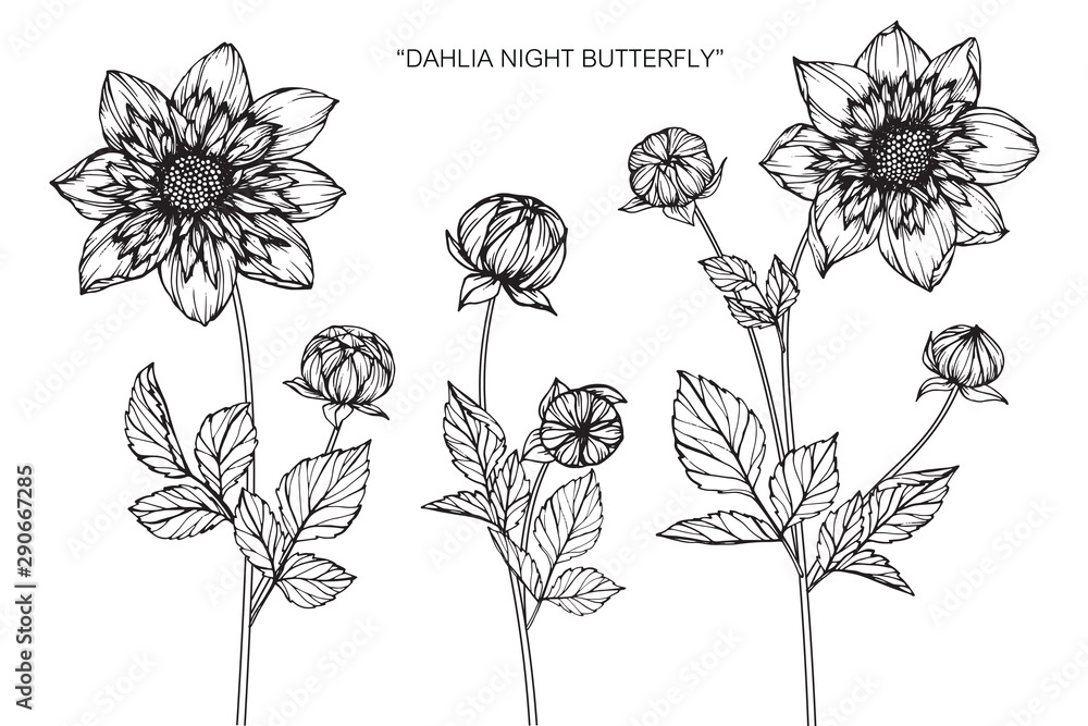 Dahlia flower and leaf drawing illustration with line art on white ...