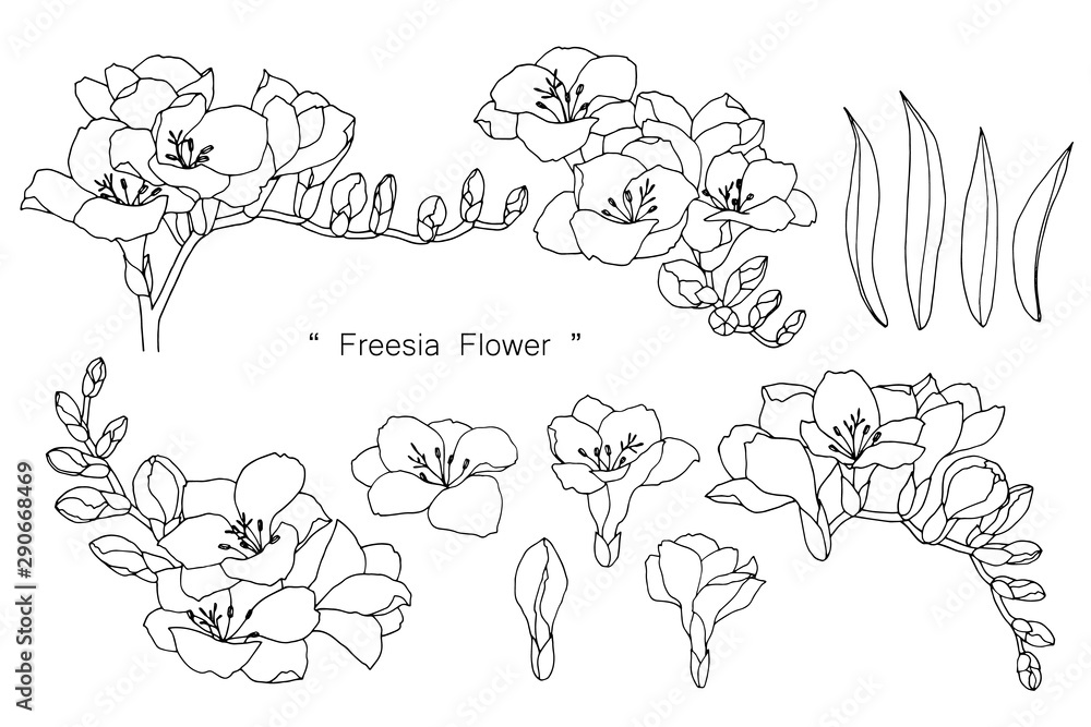 Freesia flower and leaf drawing illustration with line art on white ...