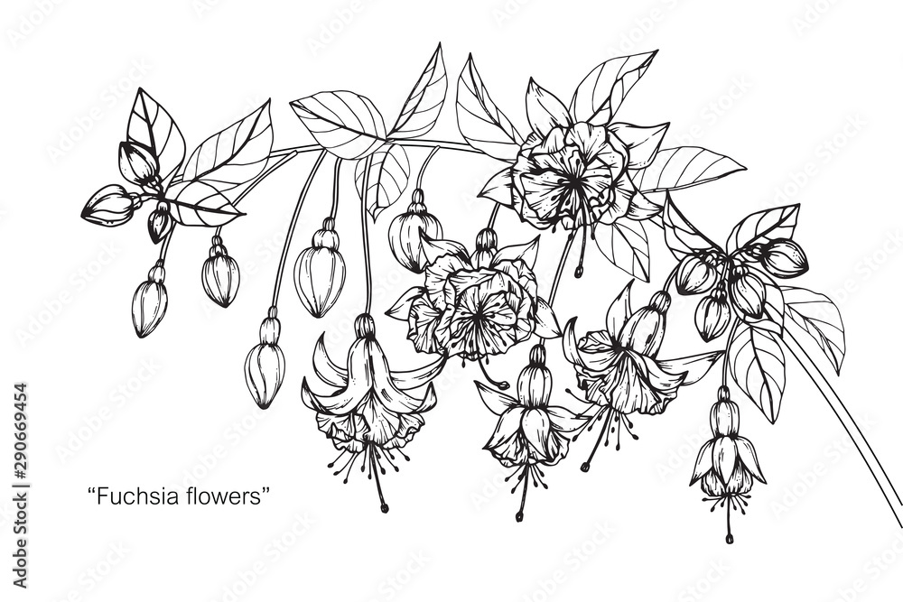 Fuchsia flower and leaf drawing illustration with line art on white ...
