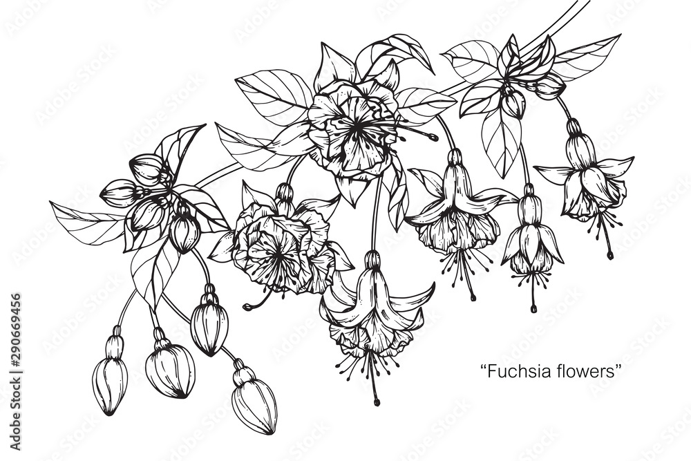 Fuchsia flower and leaf drawing illustration with line art on white ...