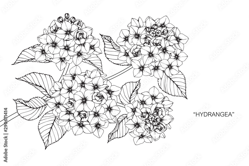 hydrangea flower and leaf drawing illustration with line art on white ...