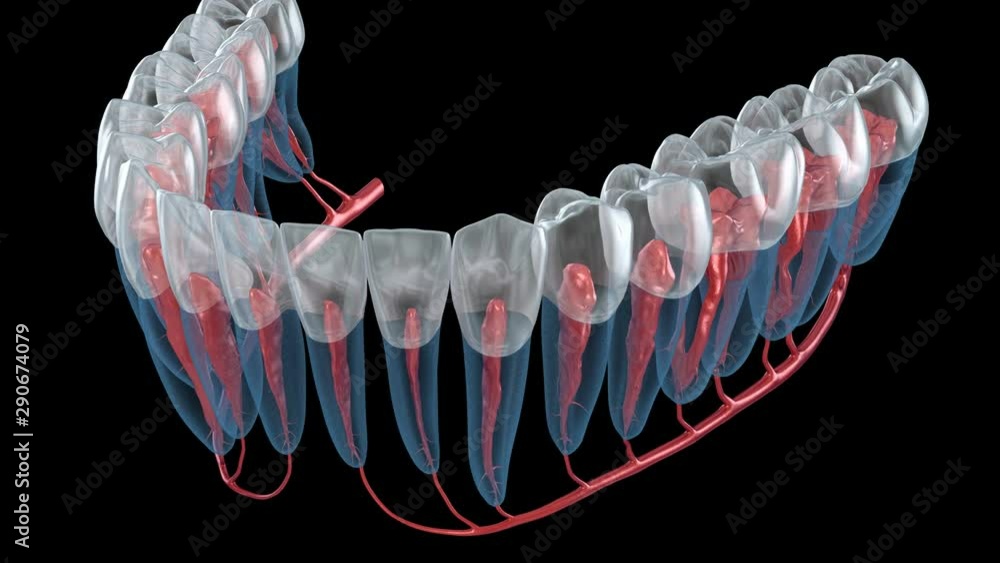 Dental root anatomy, Xray view. Medically accurate dental 3D animation ...