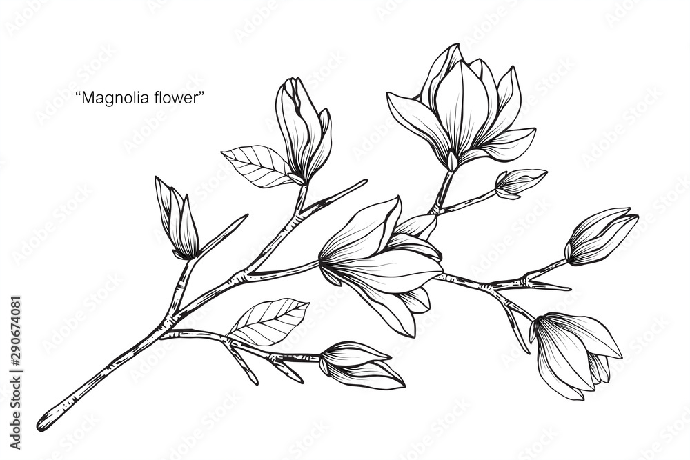 Magnolia flower and leaf drawing illustration with line art on white ...