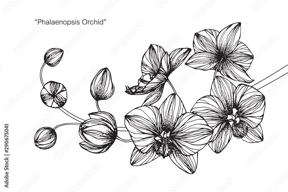 Orchid flower and leaf drawing illustration with line art on white ...