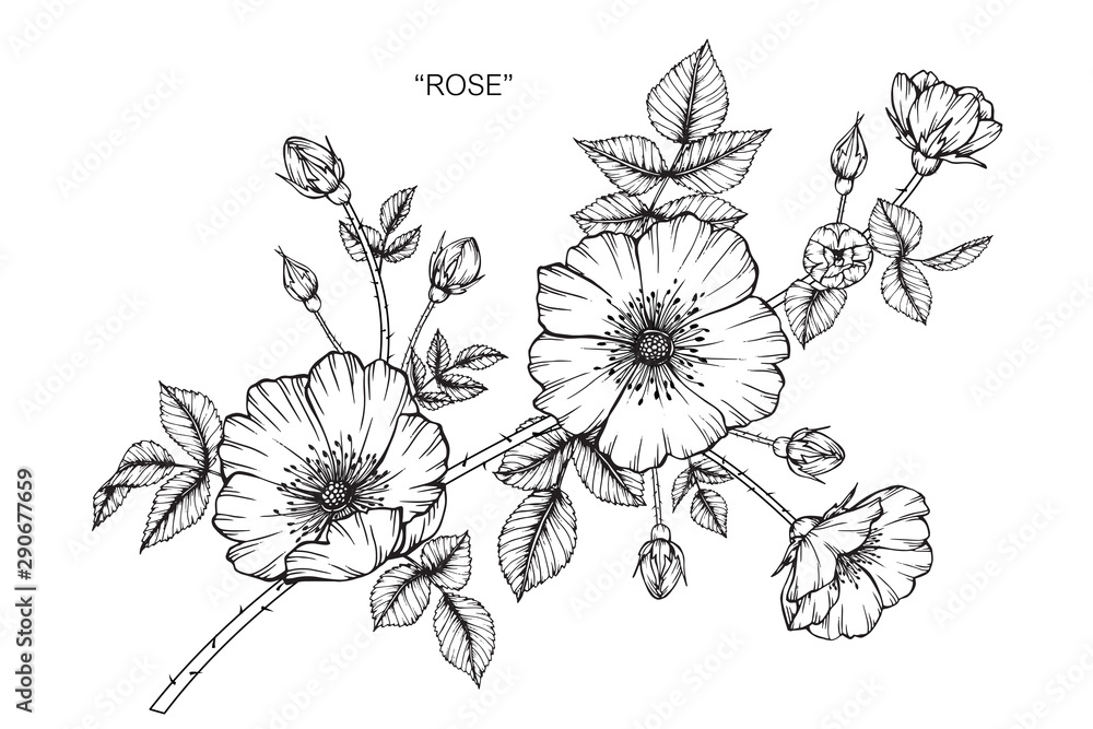Rose flower and leaf drawing illustration with line art on white ...
