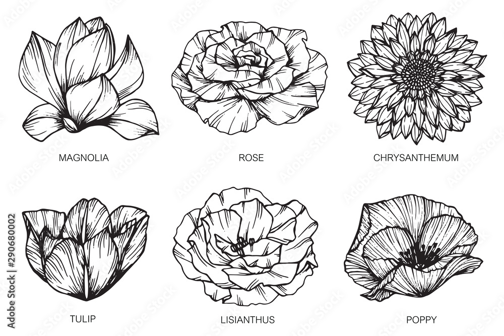 Collection set of flower and leaf drawing illustration with line art on ...