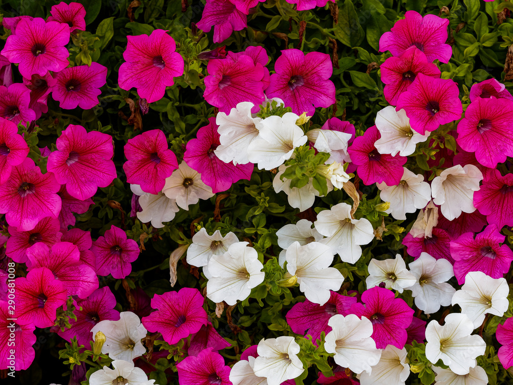 Foto de Petunia x hybrida ou Pétunias des jardins aux fleurs évasées ...