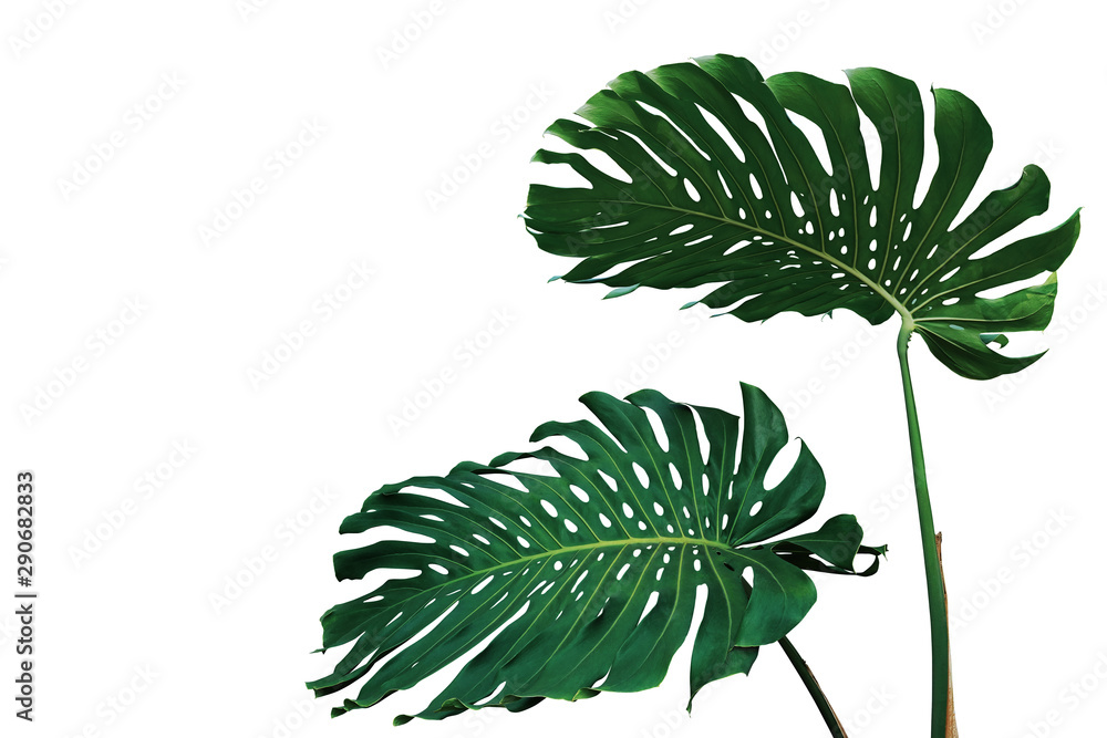 Dark green leaves of monstera plant or split-leaf philodendron ...