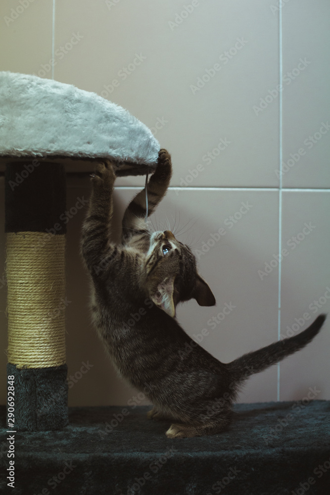 gato gris estirado Stock Photo | Adobe Stock