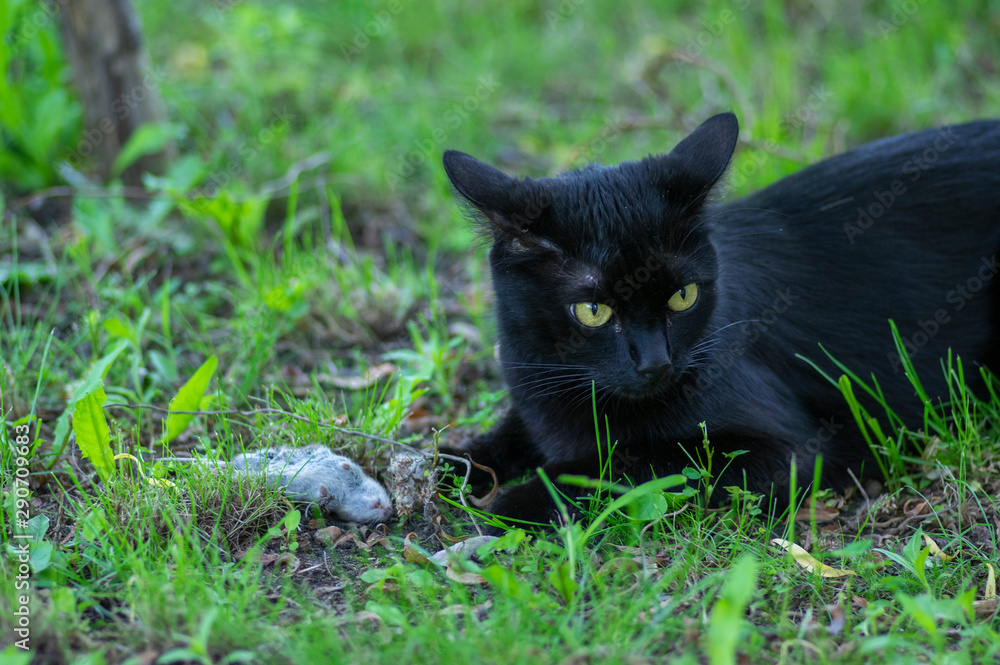 Proud black cat hunter, dead mouse in the grass, happy dark beast Stock ...