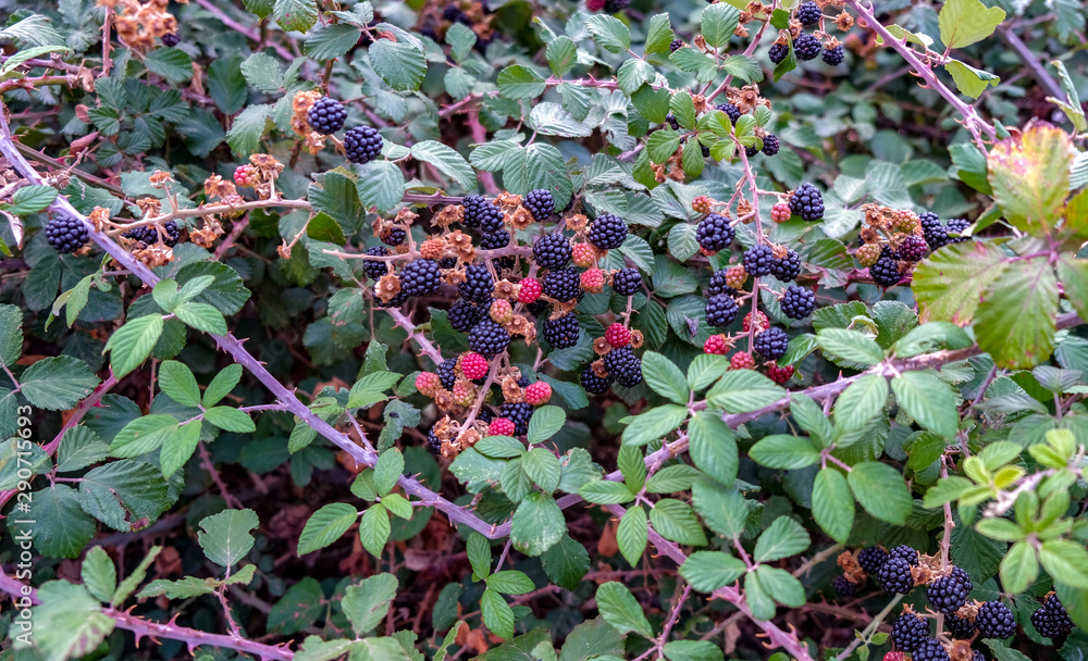 Blackberry Bush