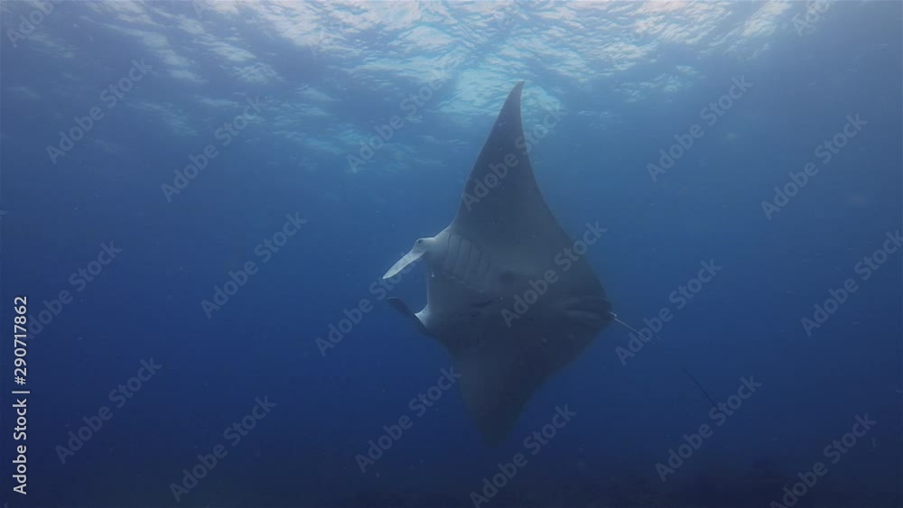 Big Manta Swimming Up To Sunlit Sea Surface In Blue Water. Manta Ray ...