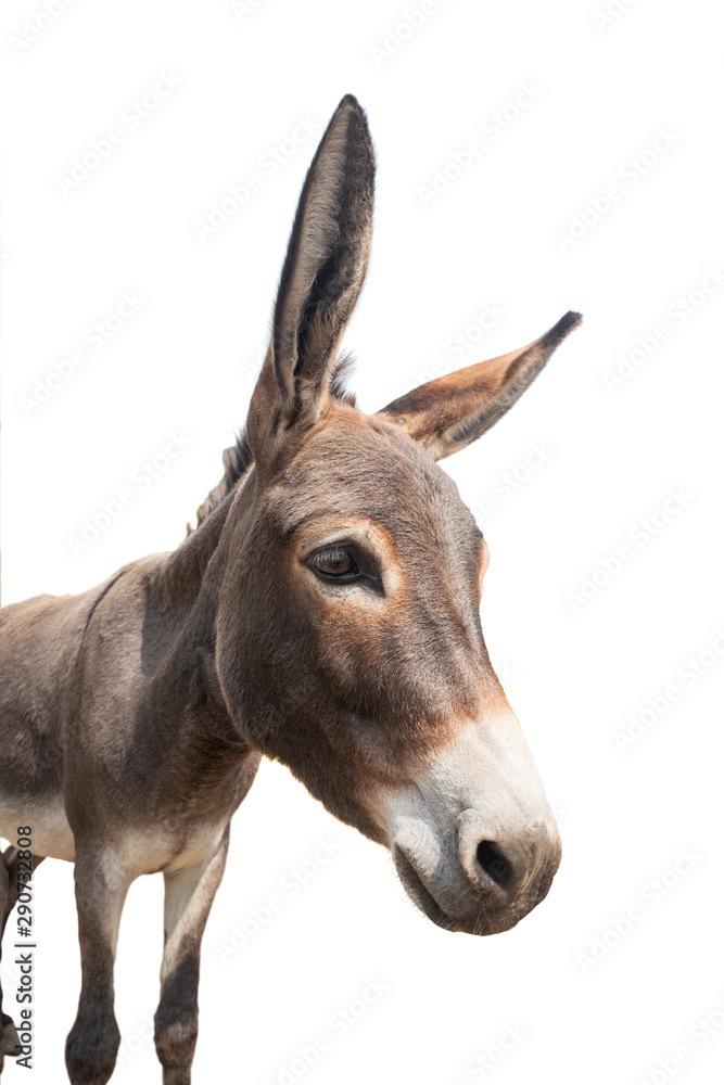 burro portrait isolated on white Stock Photo | Adobe Stock