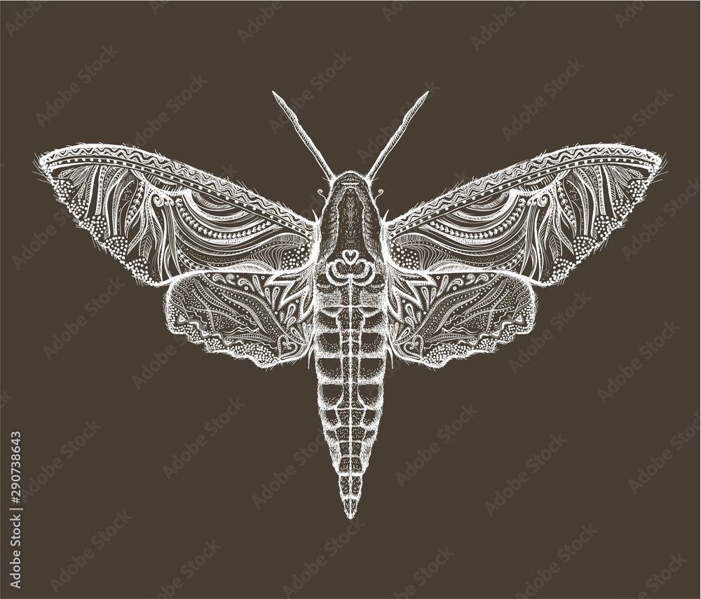 Sphingidae hawk-moths graphic Stock Vector | Adobe Stock