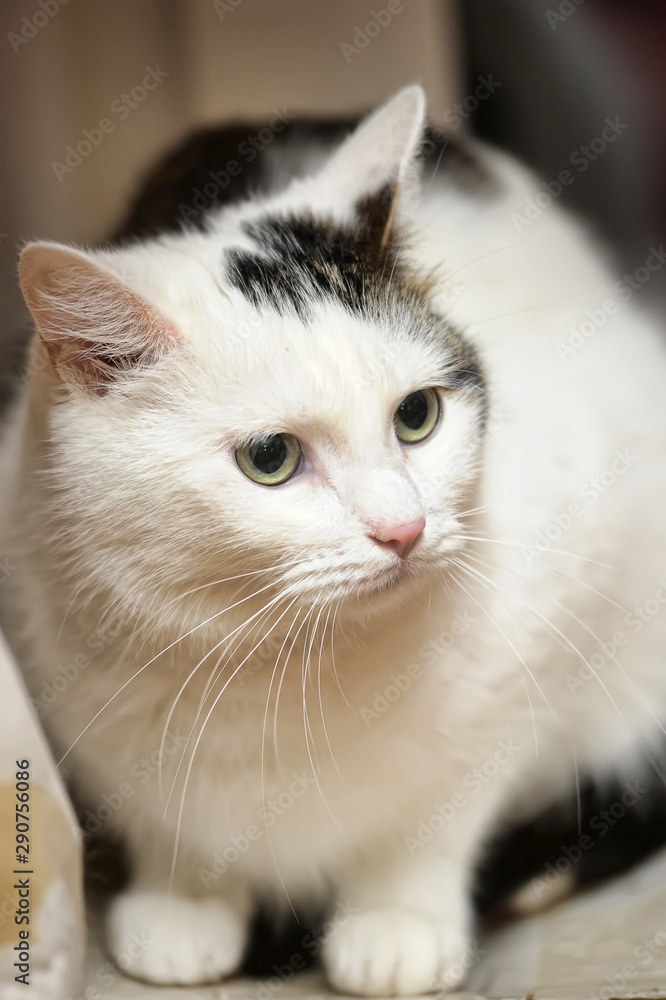 White Cat With Black Patches